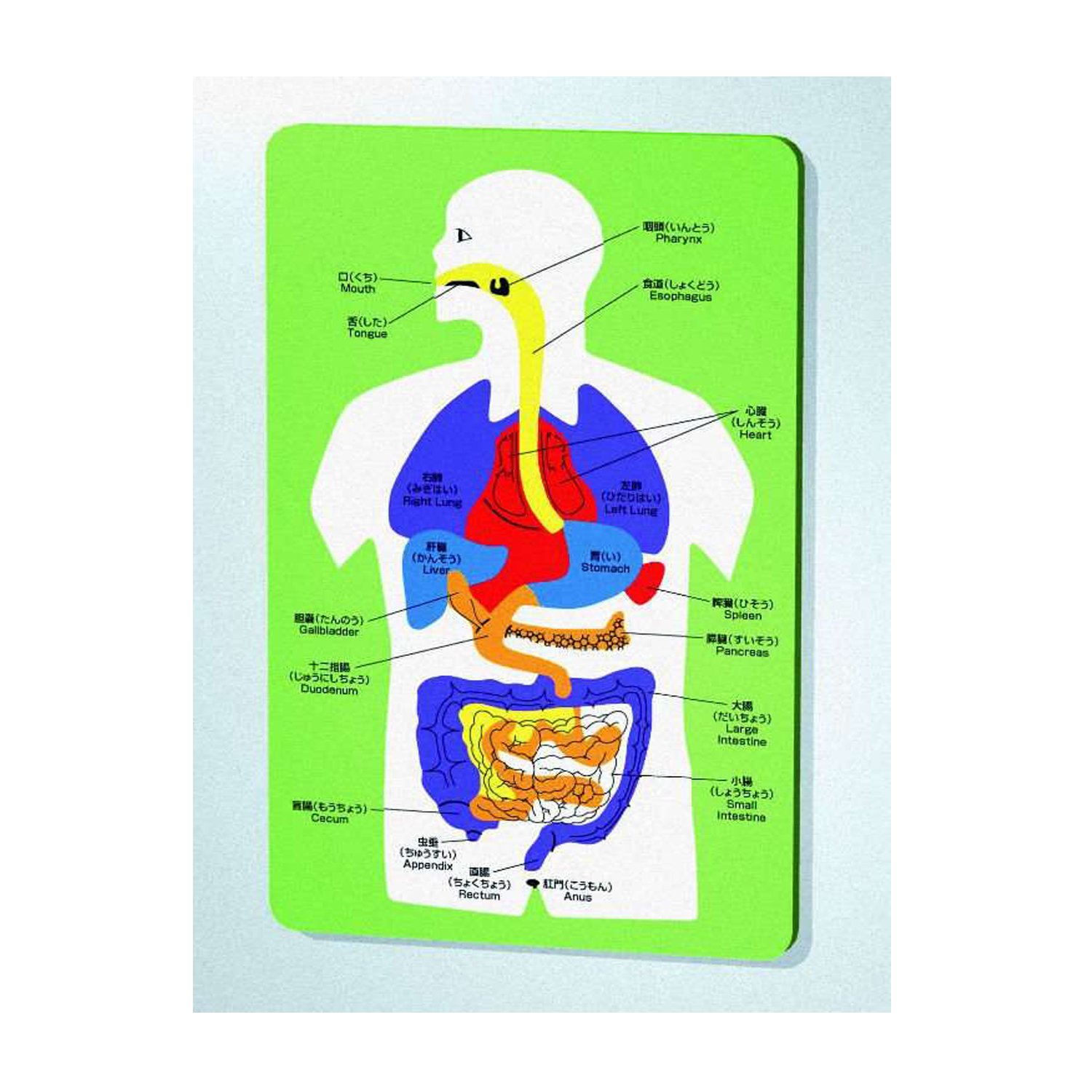 Buy EVA Human Anatomy Puzzle at Low Prices in India - ManojStores.com